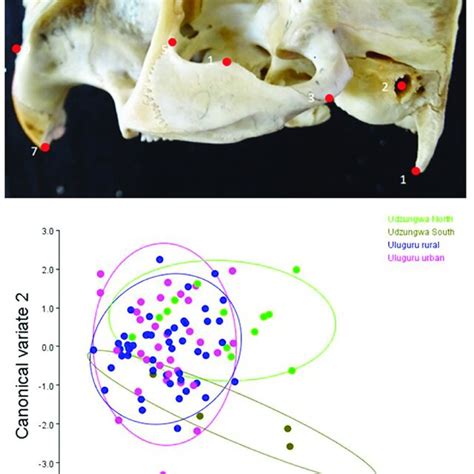Pdf Isolating Greater Cane Rat Populations Thryonomys Swinderianus From Eastern Arc