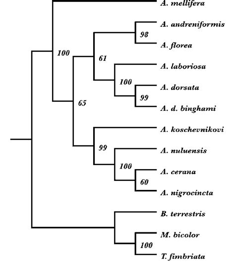 Maximum Parsimony Tree Derived From Complete Data Set Bootstrap Values