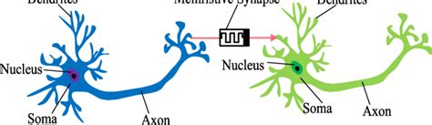 concept diagram of the memristive autapse neuron model download