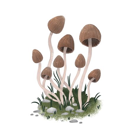 Fungi Pattern Design For Caspar Behance