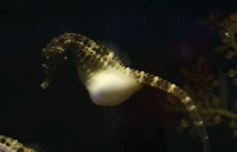 Amazing Moment Male Seahorse Births Hundreds Of Babies In Breathtaking