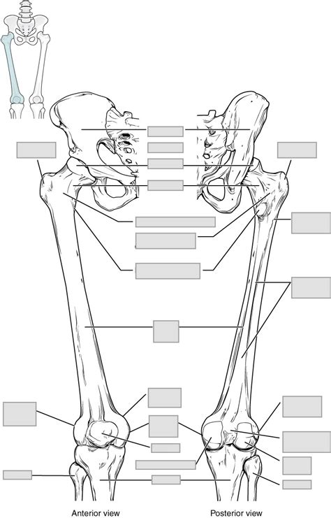 Bones Of Upper Limb Posterior