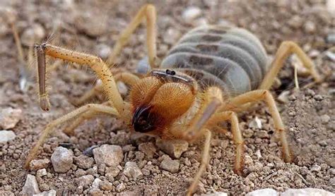 Solifugae Camel Spiders And Allies Facts Distribution And Population