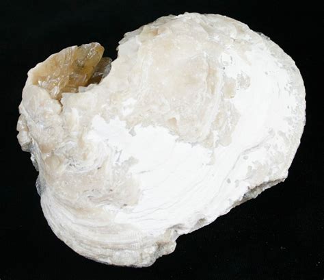 Golden Calcite Crystal Clam Fossil For Sale FossilEra Com