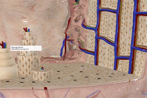 Spongy Bone Complete Anatomy