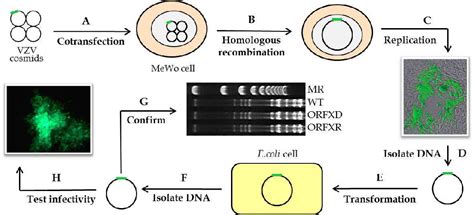 Figure 3 From Functional Profiling Of Varicella Zoster Virus Genome By Use Of A Luciferase