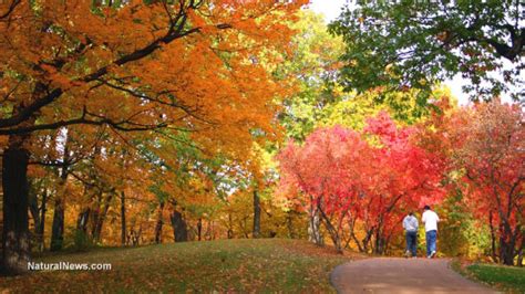 Trees News Articles And Information