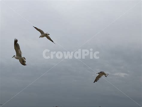 갈매기 Seagull 새 하늘 비행 사진이미지일러스트캘리그라피 머글작가