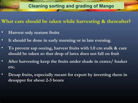 Cleaning Sorting And Grading Of Mango 1 Ppt