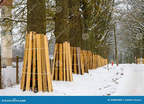 Tree Trunk Protection A Tree Trunk Covered With Boards To Protect From Damage During A Nearby