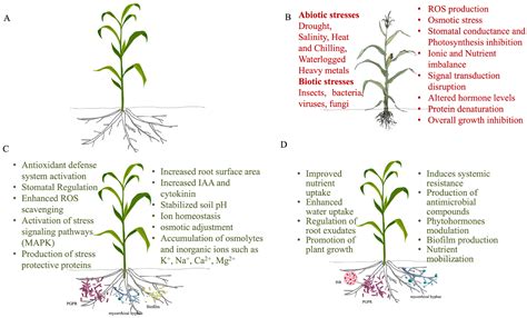 Beneficial Plant Microbe Interactions And Stress Tolerance In Maize