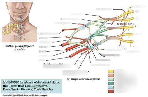 Brachial Plexus Diagram Quizlet