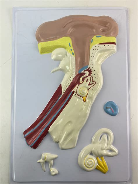 Будова вуха людини Купити через Тендер чи по Договору з Доставкою на