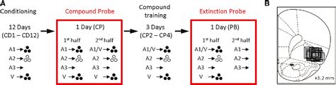Figure 1 From Neural Estimates Of Imagined Outcomes In The Orbitofrontal Cortex Drive Behavior