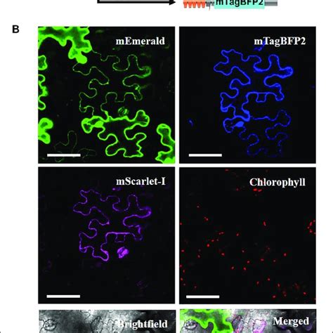 Simultaneous Activation Of Multiple Reporter Genes Using A Single Qf