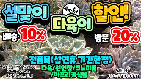 설맞이 다육이 할인 배송 10방문 20 할인 합계 할인 명원다육이 자랑하는 다육 선인장 코노피튬 아프리카식물 전품목 할인 오직 설연휴 기간만22