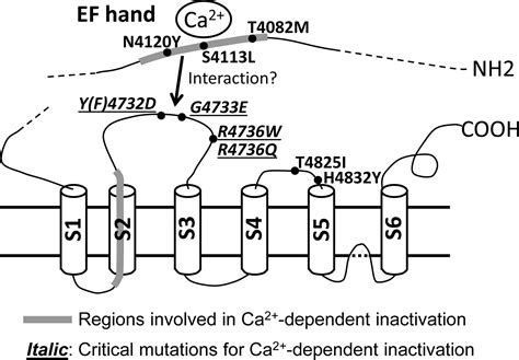 Malignant Hyperthermia Associated Mutations In The S2 S3 Cytoplasmic