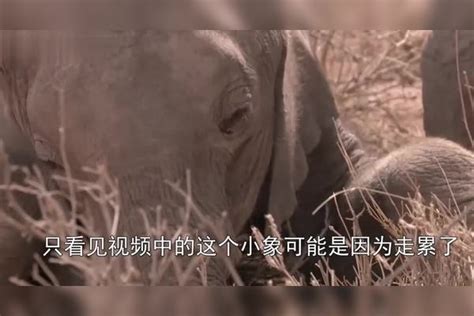 小象耍赖不肯走路谁知落单后遇到危险镜头记录全部过程 镜头 过程