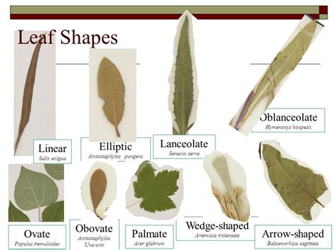 Discover The Beautiful Variety Of Leaf Shapes