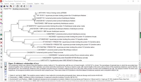 生信小白如何利用mega7构建系统进化树 哔哩哔哩 生信小白如何利用mega7构建系统进化树 哔哩哔哩