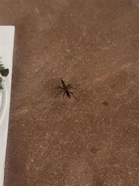 Wine Bug Rwhatbugisthis