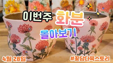 4월 28일 이번주 화분 몰아보기 편 화분 꽃담다육스토리 예쁜화분 화분싸게파는곳 다육식물 多肉植物succulents 다육이 꽃담화분 Youtube