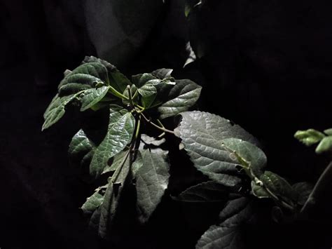 Rog Phone Review Mobile Gaming On Steroids Gadgetmatch