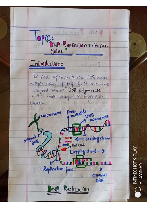 SOLUTION Dna Replication In Eukaryotes Studypool