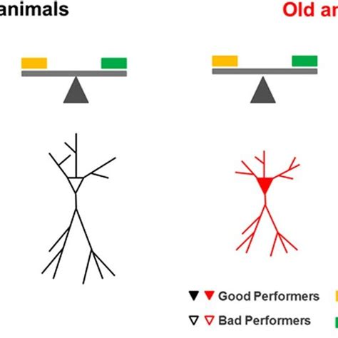Schematic Representation Of The Relations Between Age Cognitive