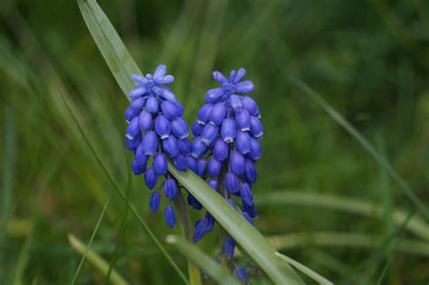 가을 게르트네른 겨울 경치 계절 과수원 관목 꽃 꽃무늬 꽃이 피는 꽃잎 나무 나비 녹색 단풍 녹지 다년생 식물 다년생 초본 달리아 땅벌