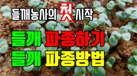 들깨 재배들깨 파종시기와 모종심는 시기를 알아보고 들깨 심기들깨 파종하는 방법 Youtube