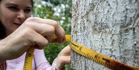 So Which Tree Species Actually Store The Most Carbon Plant Your Future