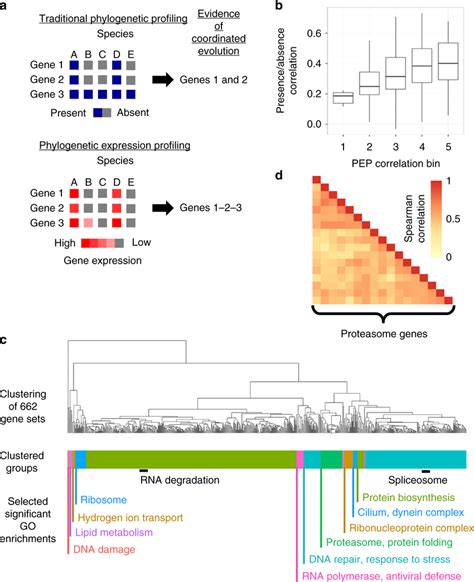 Phylogenetic Expression Profiling Reveals Coordinated Evolution Within