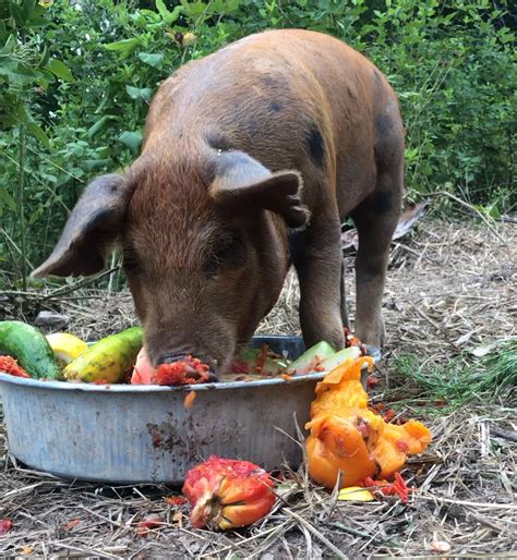 What Do Pigs Eat The Seasonal Homestead