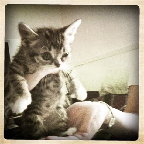 [image 535851] Lil Bub Know Your Meme