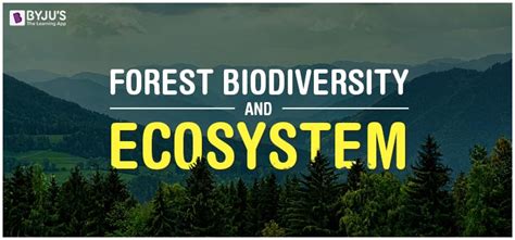 Forest Types Of Forests Its Biodiversity And Ecosystem