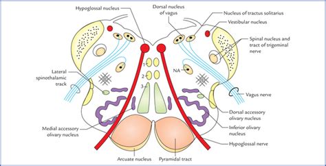 Brainstem Neupsy Key