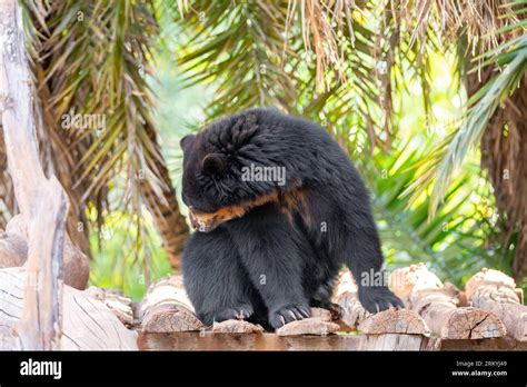 Spectacled Bear Or Andean Bears Are A Subspecies That Lives In South