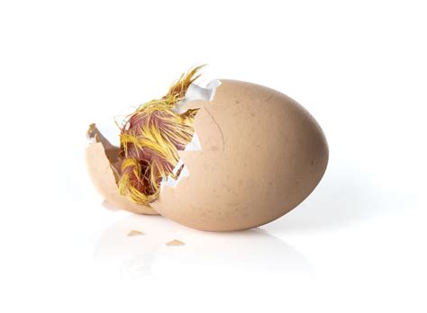 How To Hatch Chicken Eggs Without An Incubator