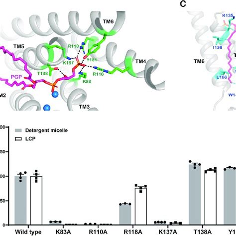 The Pgp Binding Site In Sapgsa A Interactions Between Pgp And Sapgsa