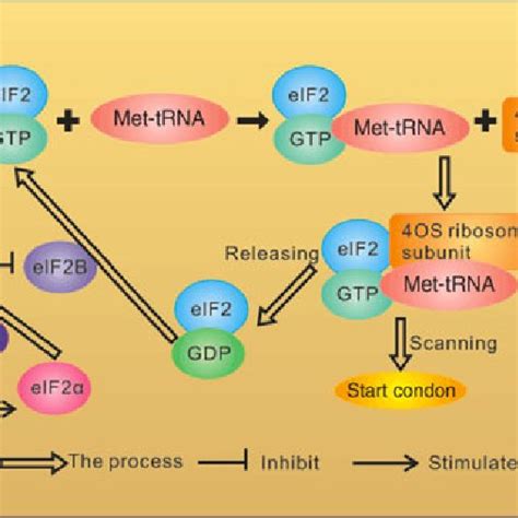 Regulation Of The Assembly Of The Ternary Complex By Amino Acids Eif2 Download Scientific