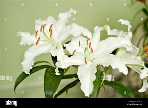 Flower Arrangement Of White Daylily Or Day Lily Bahia Blanca Lilaceae