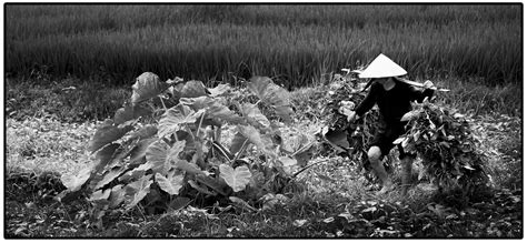 Women Paddy Field Vietnam Free Photo On Pixabay Pixabay