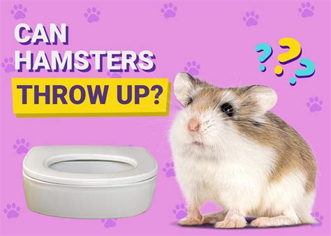Can Hamsters Throw Up Vet Approved Facts And Explanation Pangovet