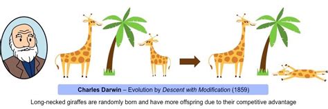 Evolution And Natural Selection Quiz Diagram Quizlet