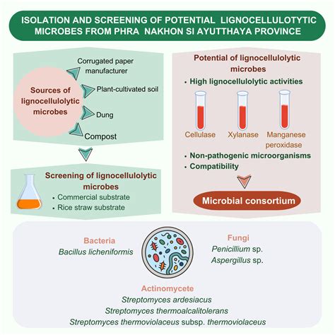 Isolation And Screening Of Potential Lignocellulolytic Microbes From Phra Nakhon Si Ayutthaya