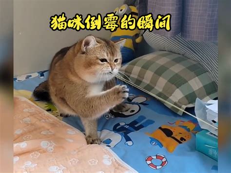 这些猫咪倒霉的瞬间，你觉得哪只更惨！