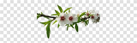 Almond Tree White Flowers Flower White Tea Plant Blossom Acanthaceae