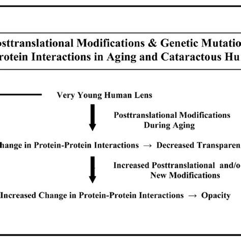 Role Of Posttranslational Modification And Genetic Mutation Upon Download Scientific Diagram