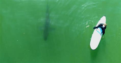 Shark Attacks Sightings In New York And Florida Put Swimmers On High Alert Cbs News